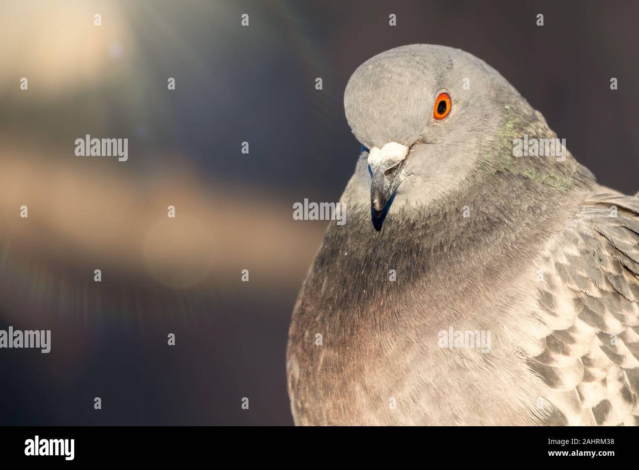 Portrait of an important pigeon. Domestic pigeon bird and blurred ...