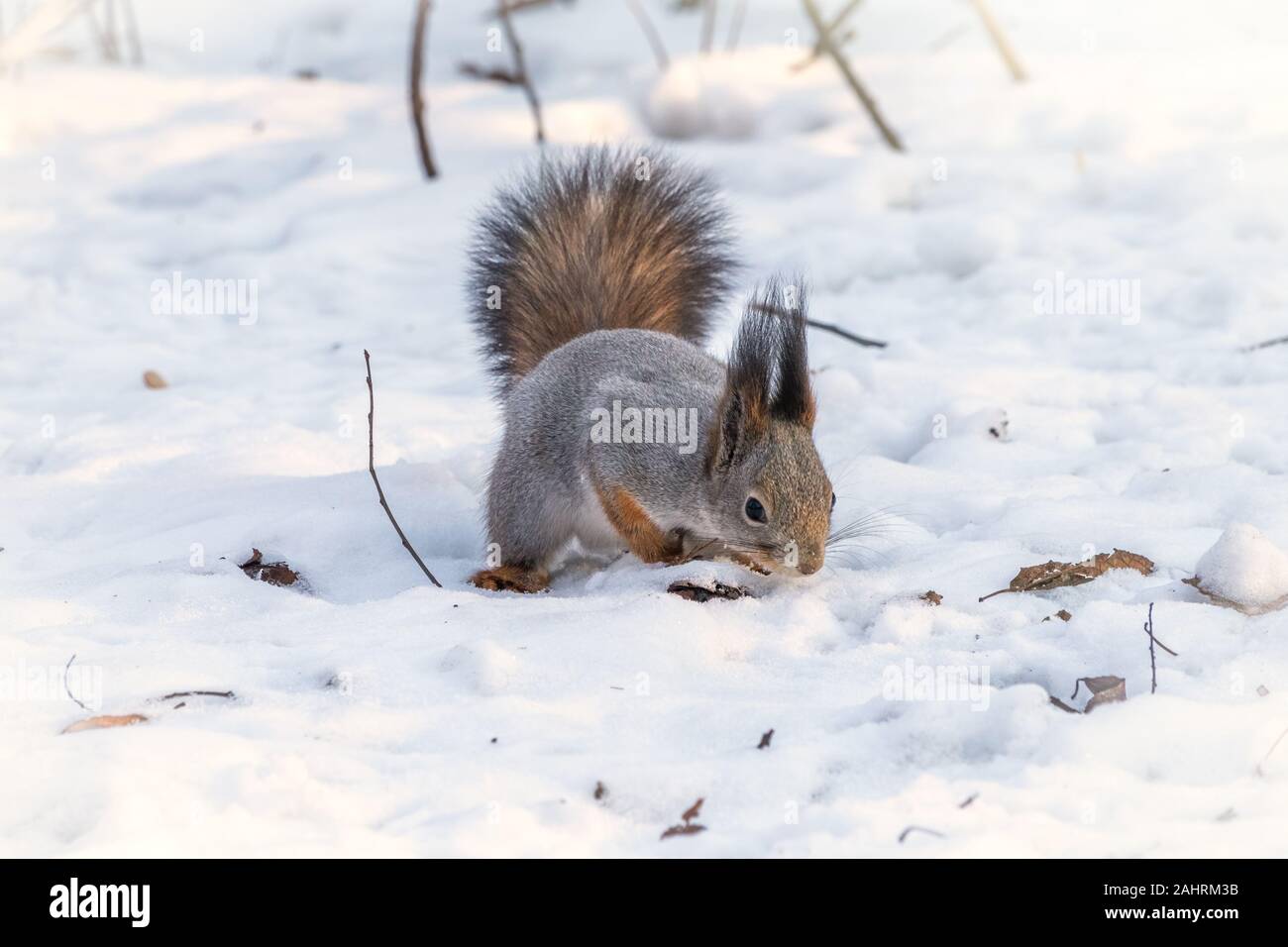 Sciurus vulgaris hides nuts hi-res stock photography and images - Alamy