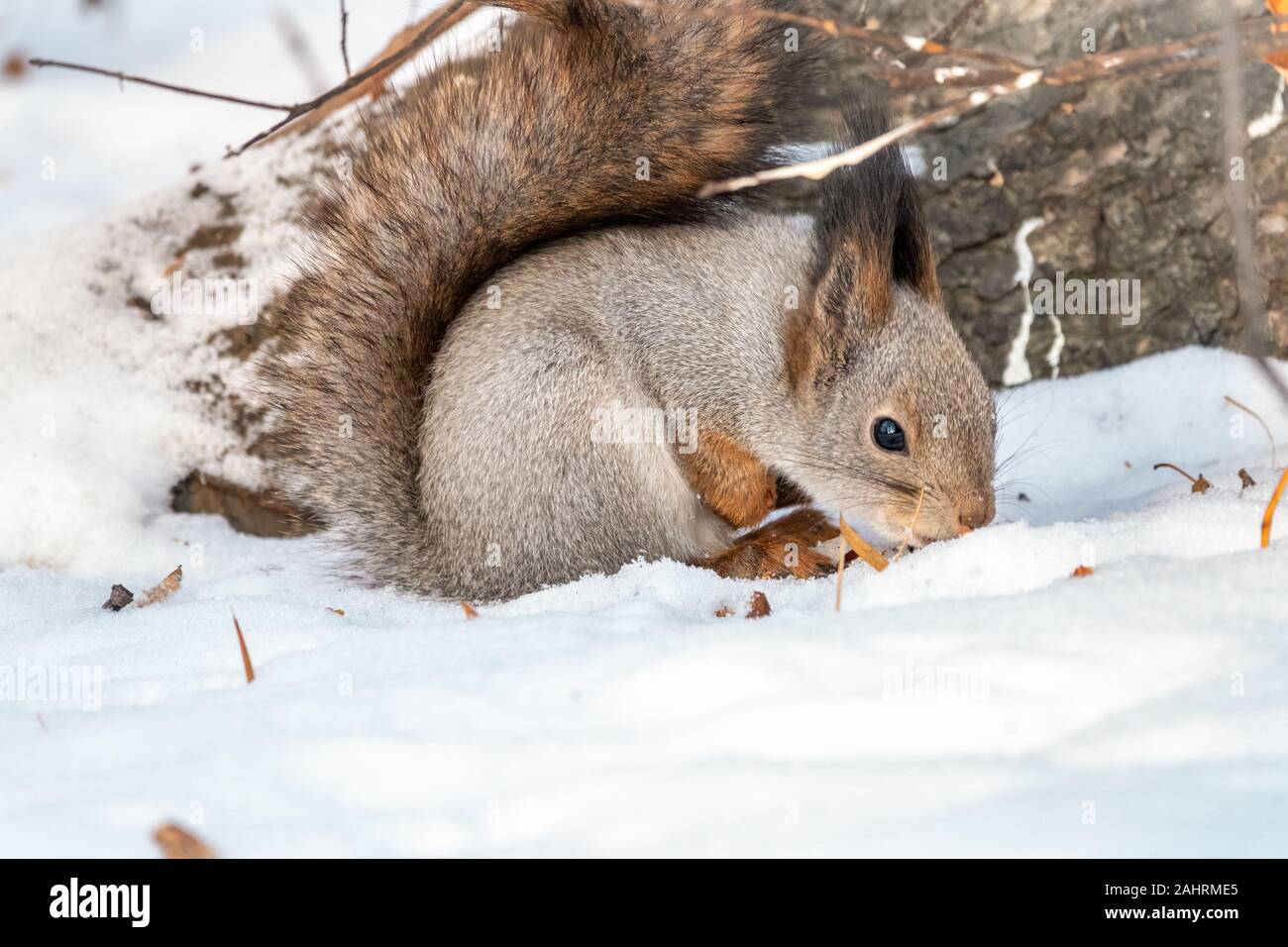 Sciurus vulgaris hides nuts hi-res stock photography and images - Alamy