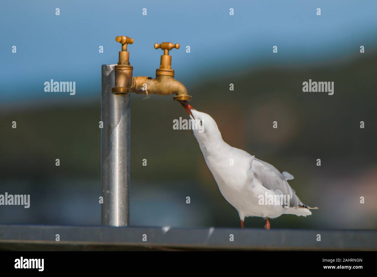 Seagull drinking from a tab Stock Photo - Alamy