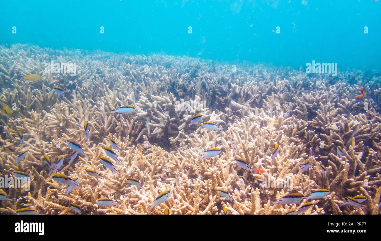 Cloudy view of underwater reef coral in murky water at low tide. Image ...