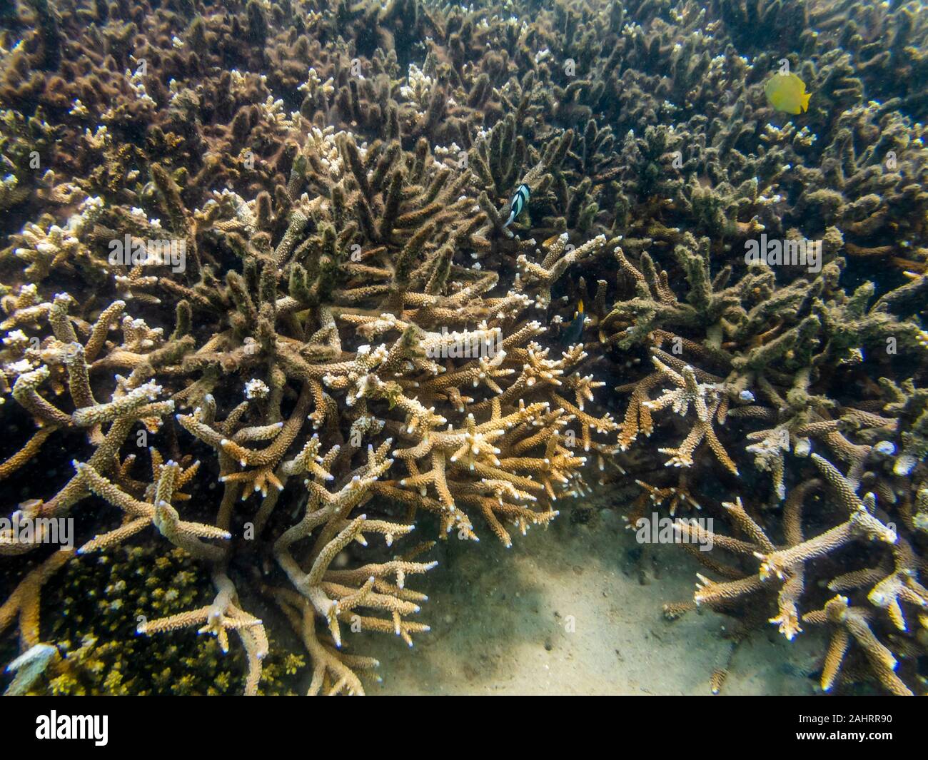 Cloudy view of underwater reef coral in murky water at low tide. Image ...