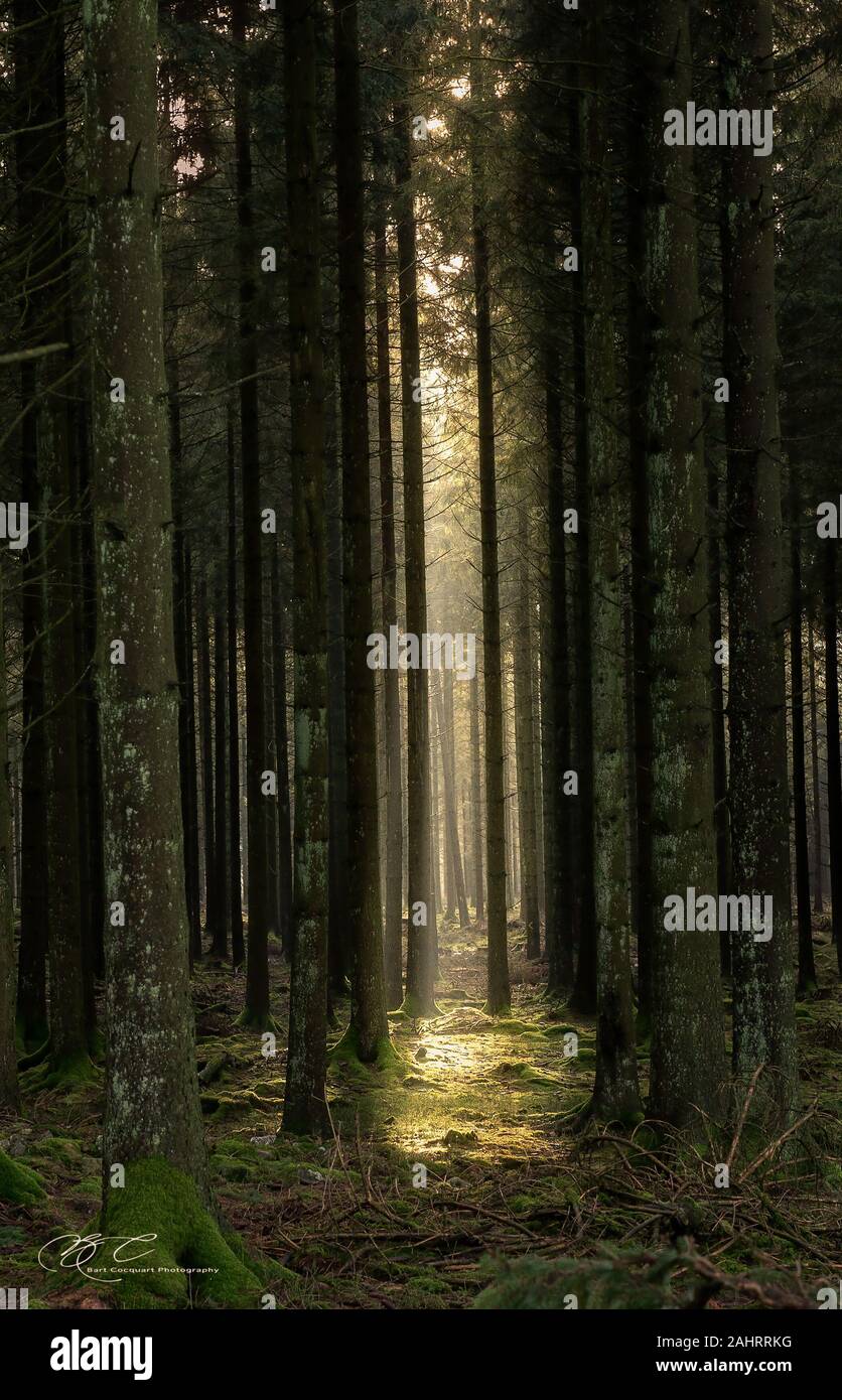 Dens in forest hi-res stock photography and images - Alamy