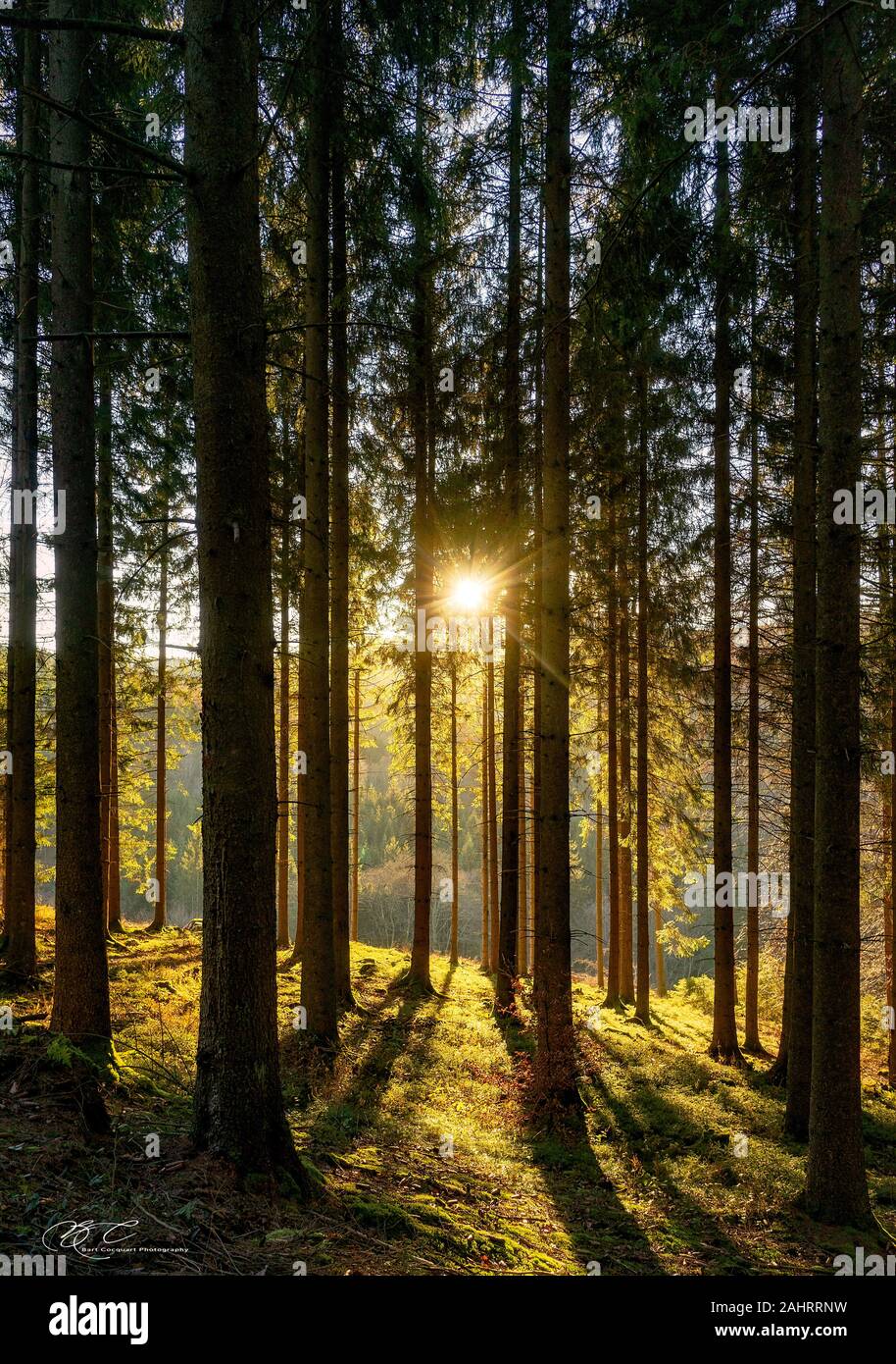 Dens Forest Sunset Stock Photo - Alamy