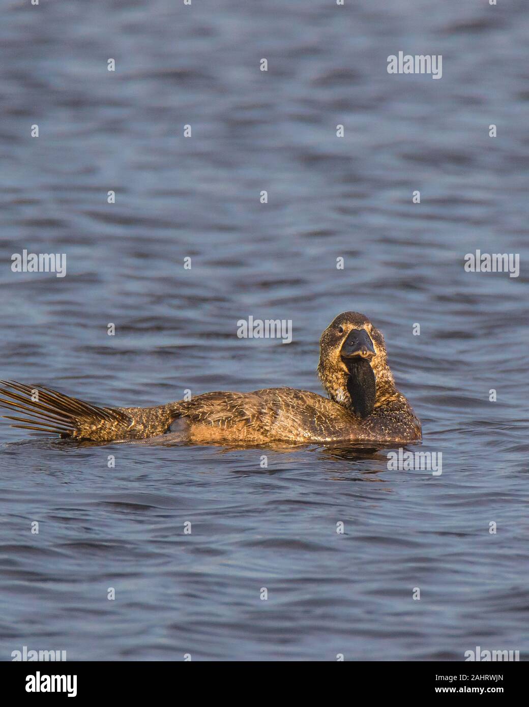 A floating Australian Musk duck Stock Photo - Alamy