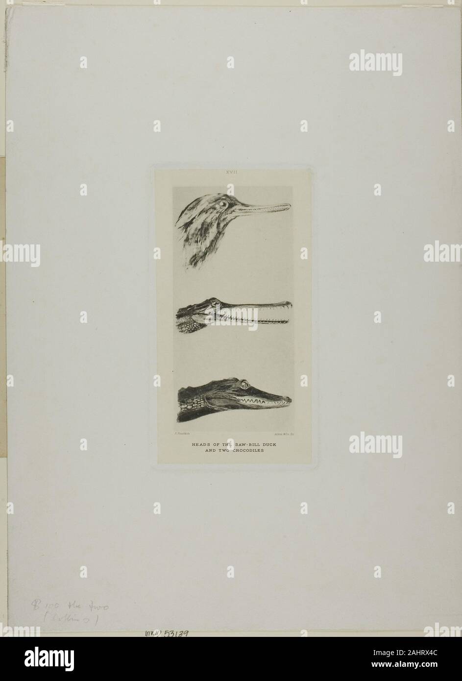 John Ruskin. Heads of Saw-Bill Duck and Two Crocodiles. 1839–1900 ...