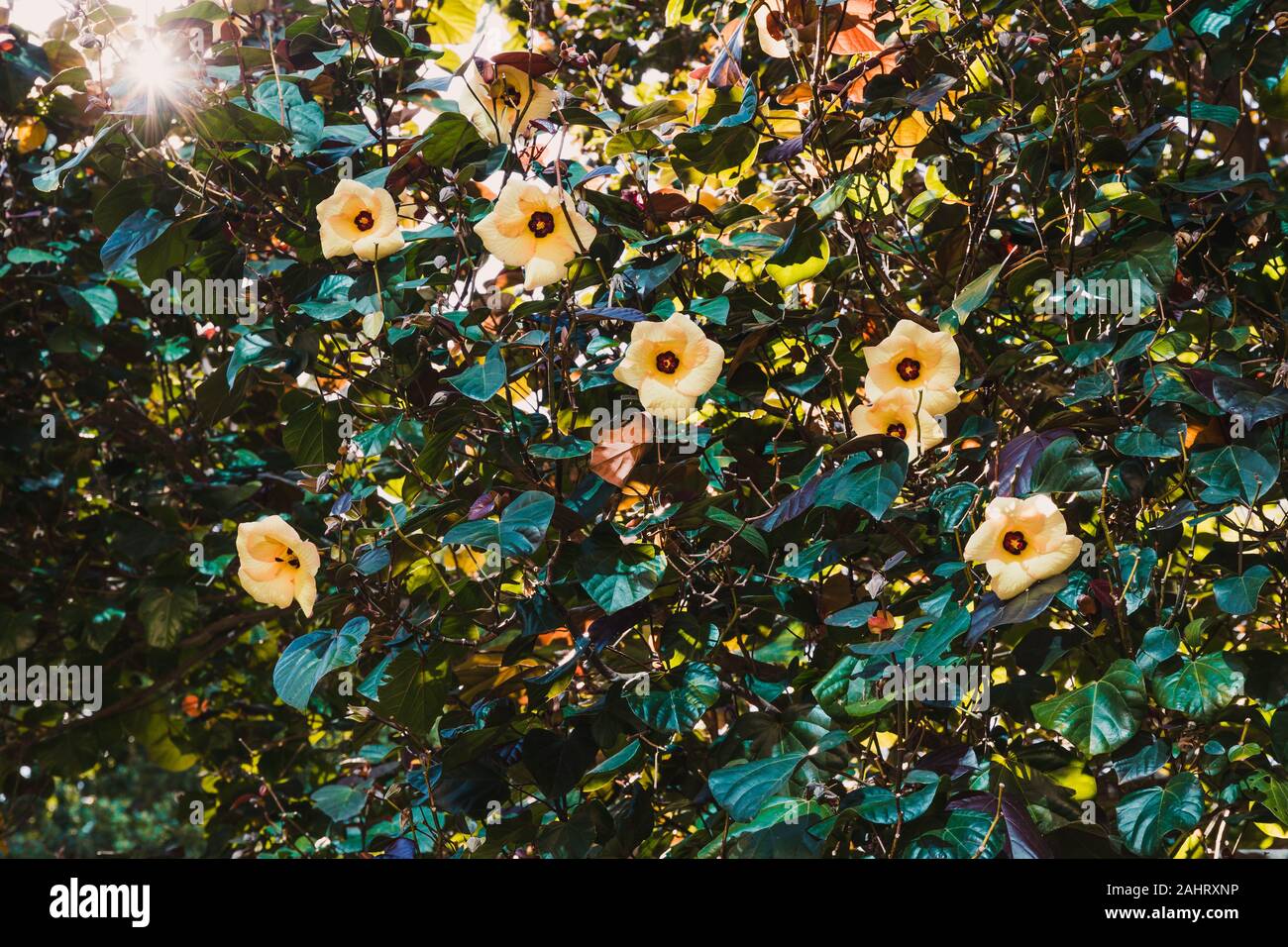 Australian native hibiscus hi-res stock photography and images - Alamy