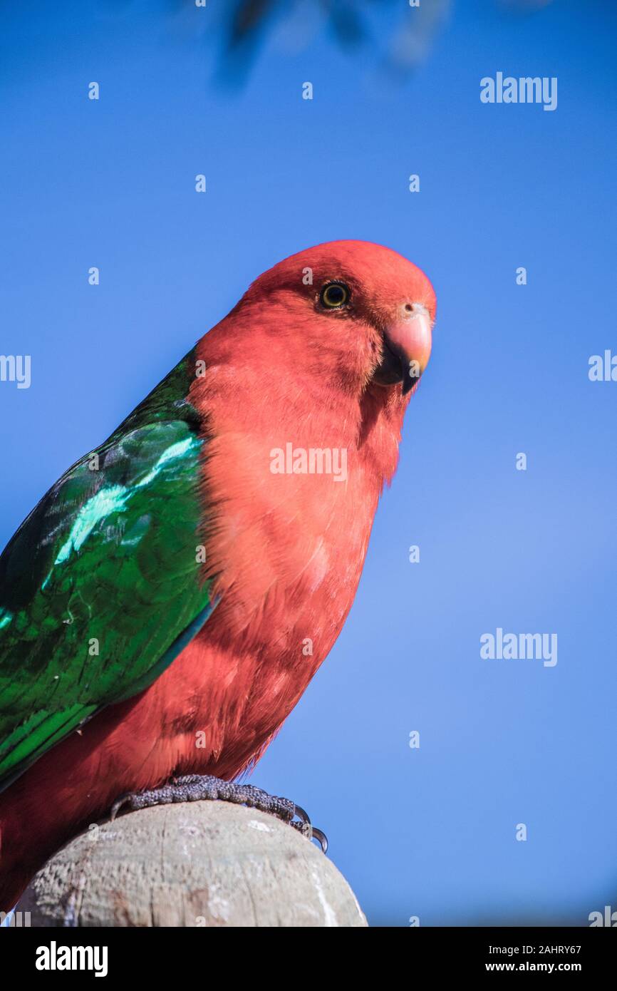 The Australian king parrot, red, green colors Stock Photo - Alamy