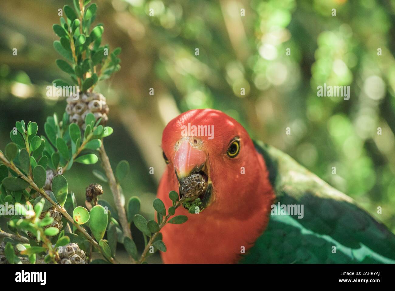 The Australian king parrot, red, green colors Stock Photo - Alamy
