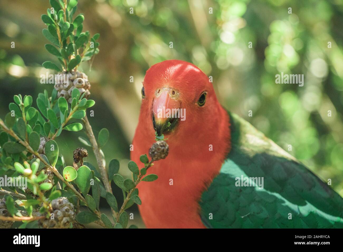 The Australian king parrot, red, green colors Stock Photo - Alamy