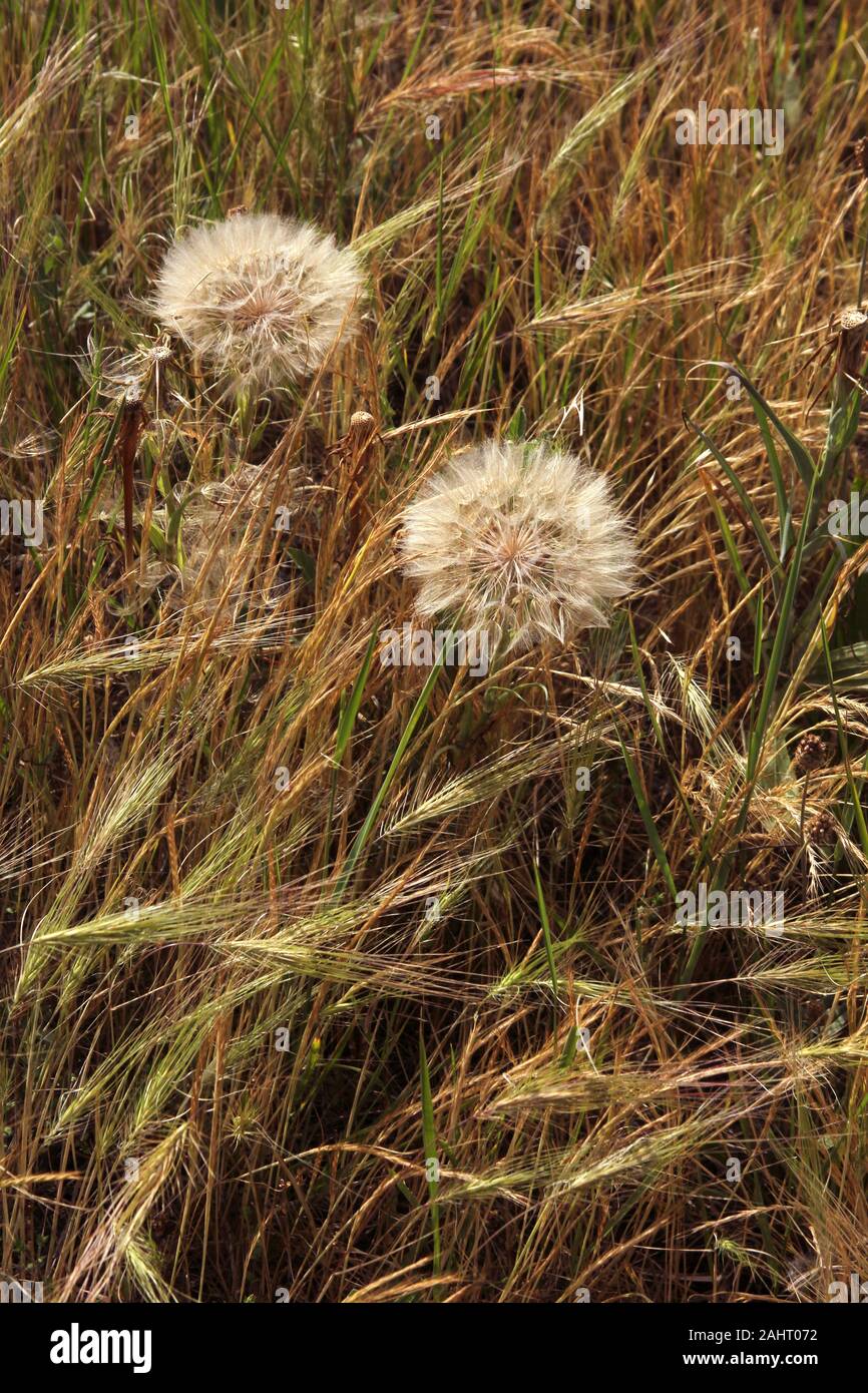 Luxuriant seeds hi-res stock photography and images - Alamy
