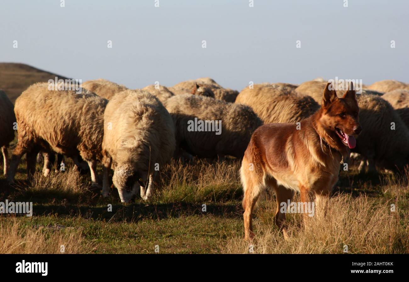 Wolf hunting sheep hi-res stock photography and images - Alamy