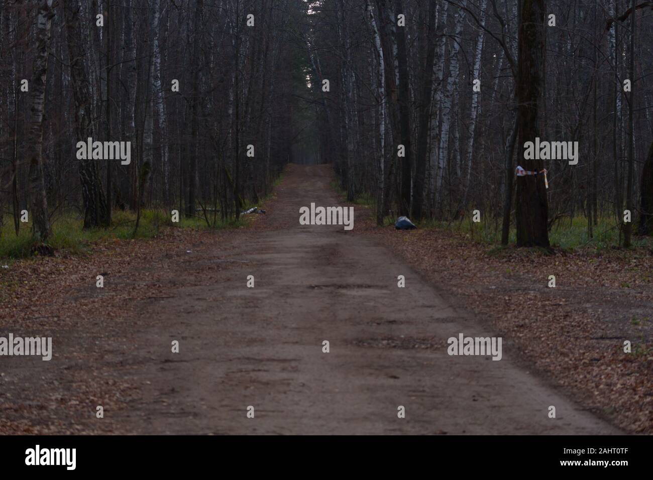 Scary road in forest at night Stock Photo - Alamy