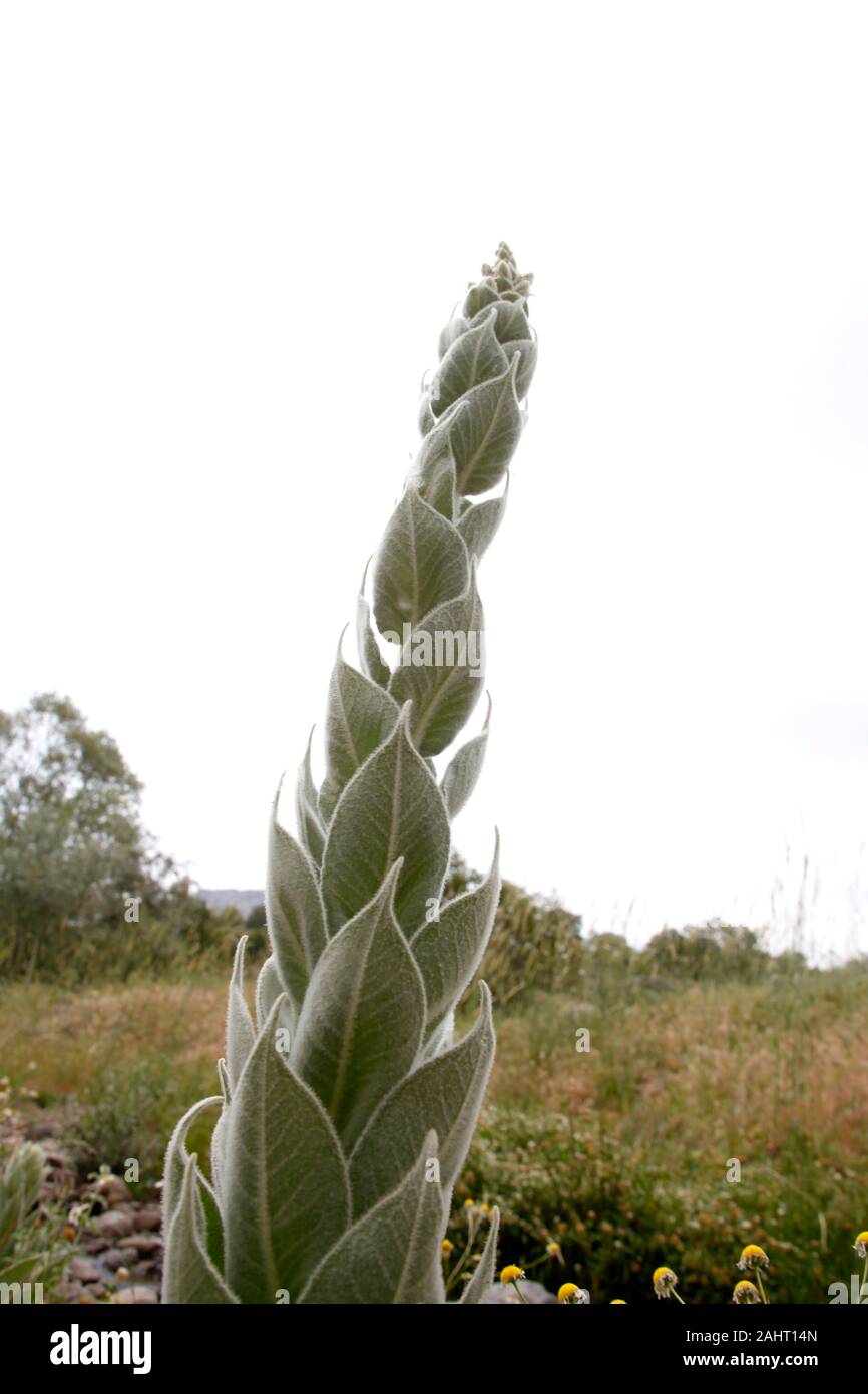 Mullein Leaves, Verbascum thapsus Mullein Plant Stock Photo - Alamy