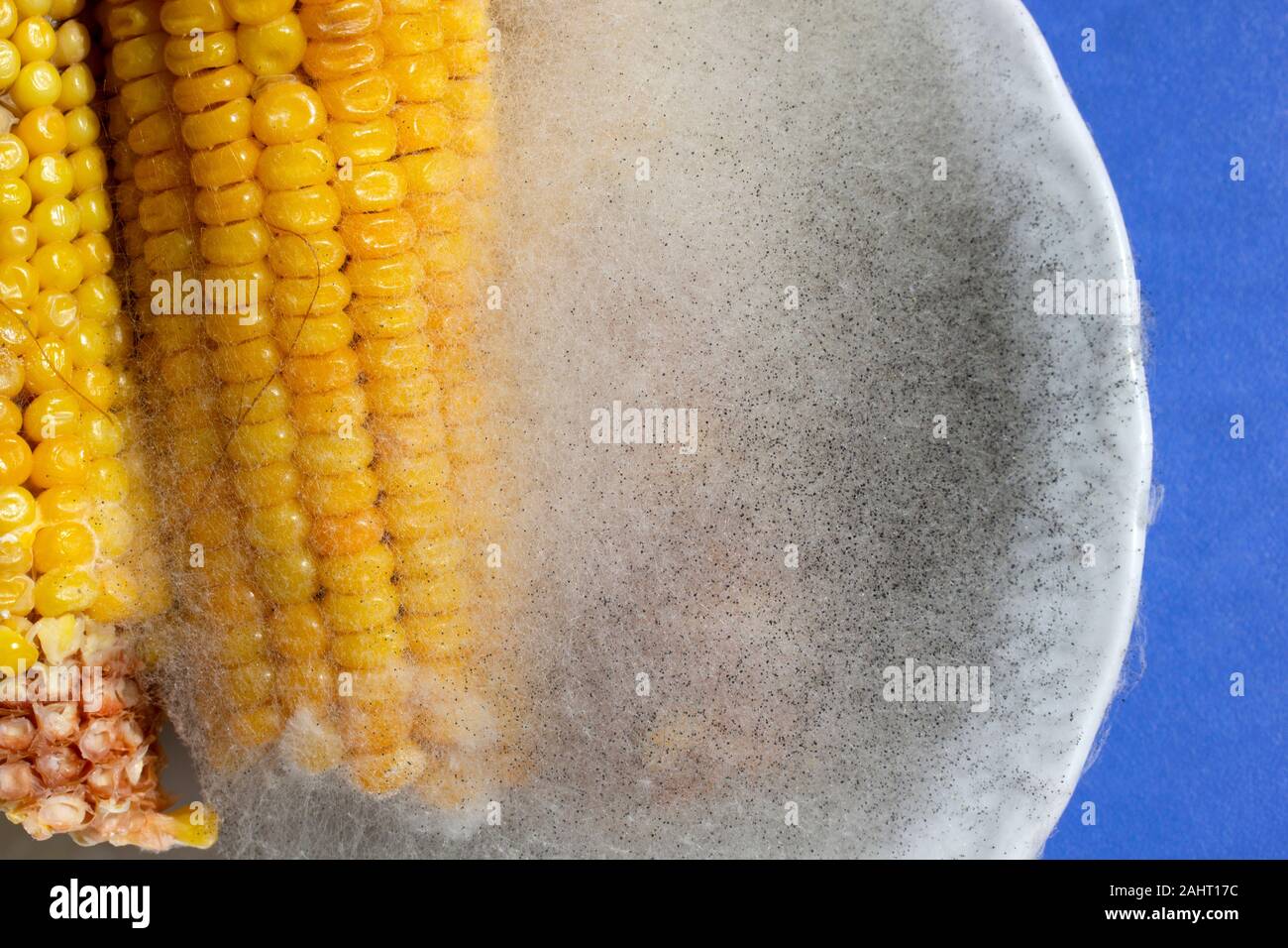 moldy corn in the plate Stock Photo - Alamy