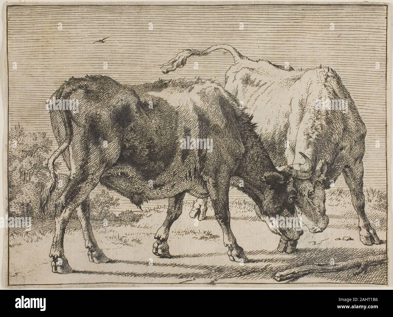 Paulus Potter. Two Bulls Fighting. 1645–1654. Holland. Etching on ivory ...