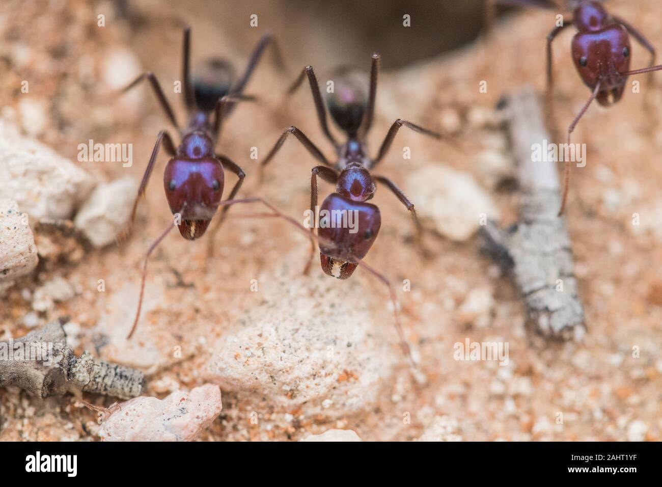 Tiny ants as macro shot, close up Stock Photo - Alamy