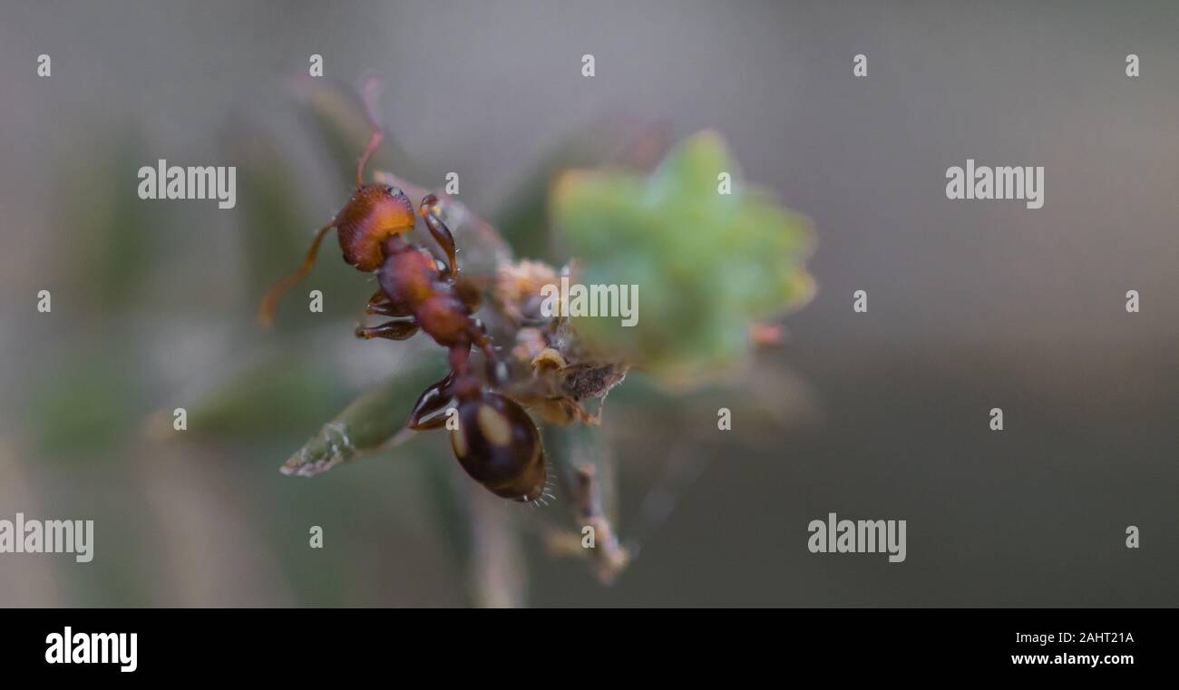 Tiny ants as macro shot, close up Stock Photo - Alamy