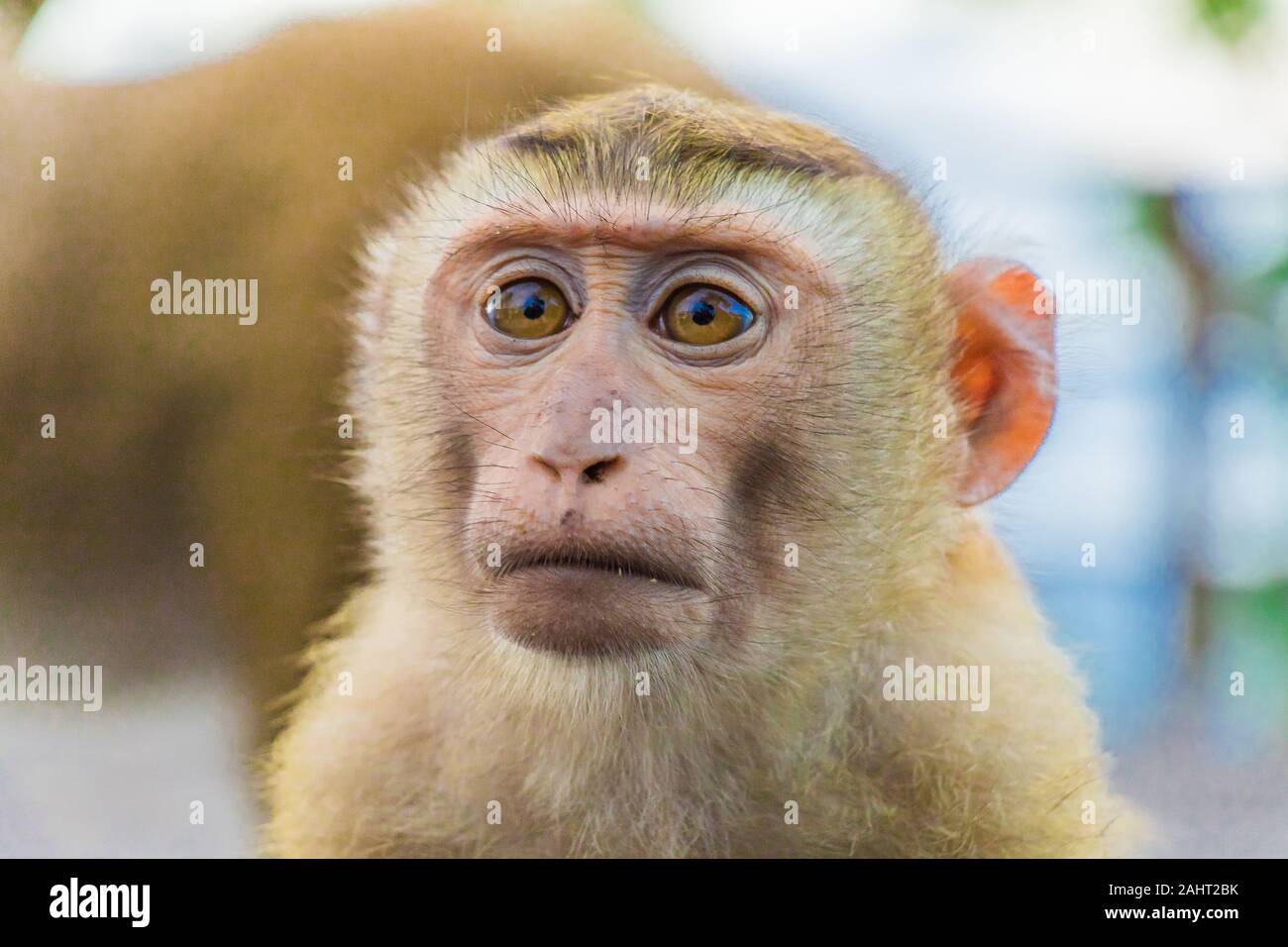 Monkey hill phuket hi-res stock photography and images - Alamy