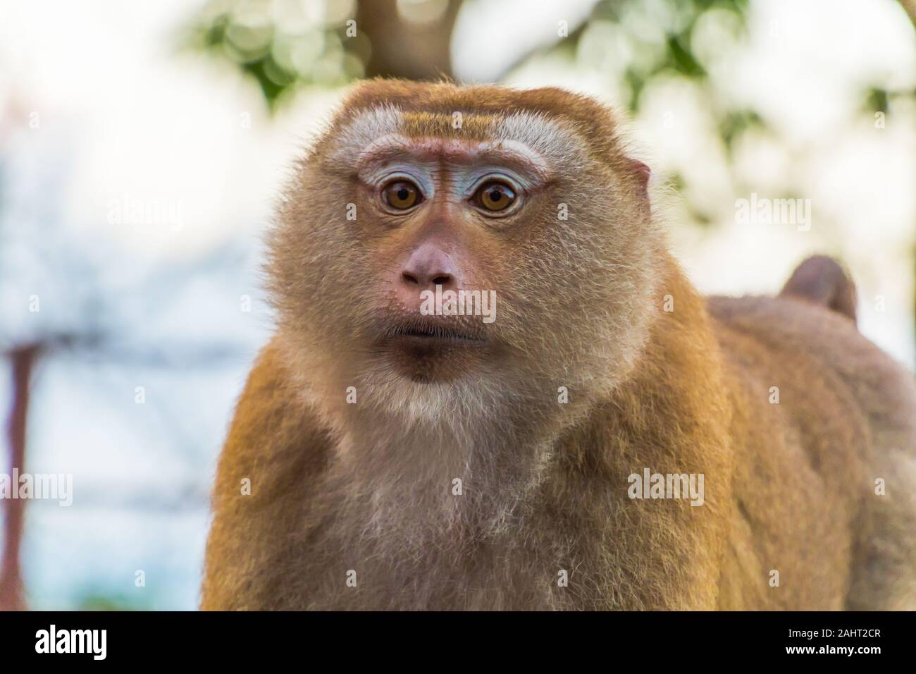 Monkey hill phuket hi-res stock photography and images - Alamy