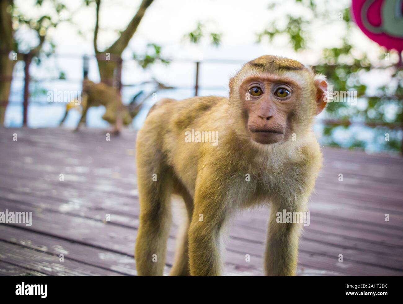 Monkey hill phuket thailand hi-res stock photography and images - Alamy