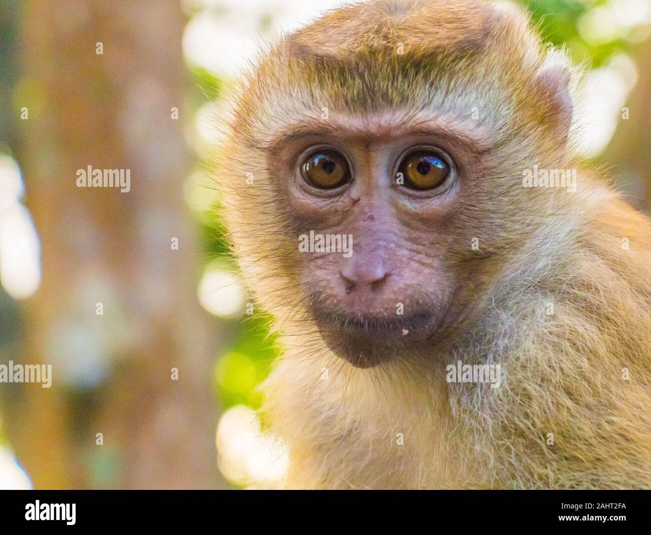 Monkey Hill Phuket High Resolution Stock Photography and Images - Alamy
