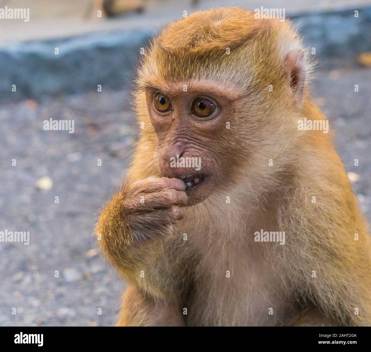 Monkey hill phuket thailand hi-res stock photography and images - Alamy