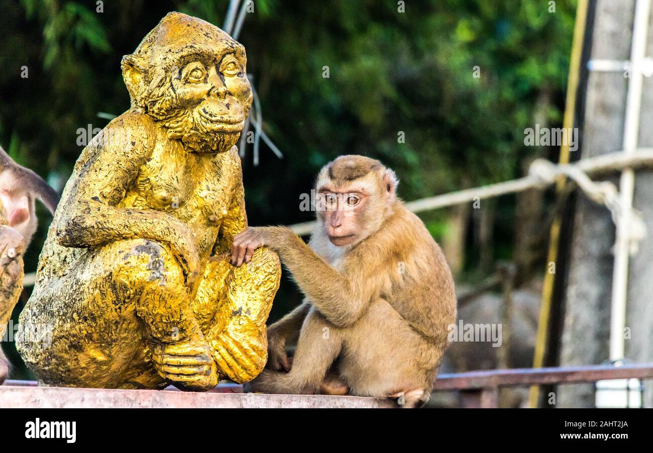 Monkey hill hi-res stock photography and images - Alamy
