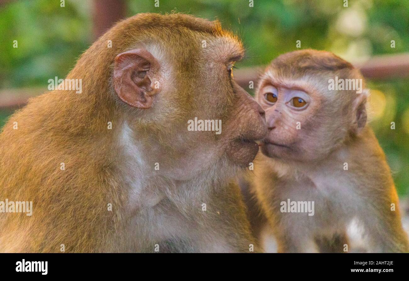 Kid macaque hi-res stock photography and images - Alamy