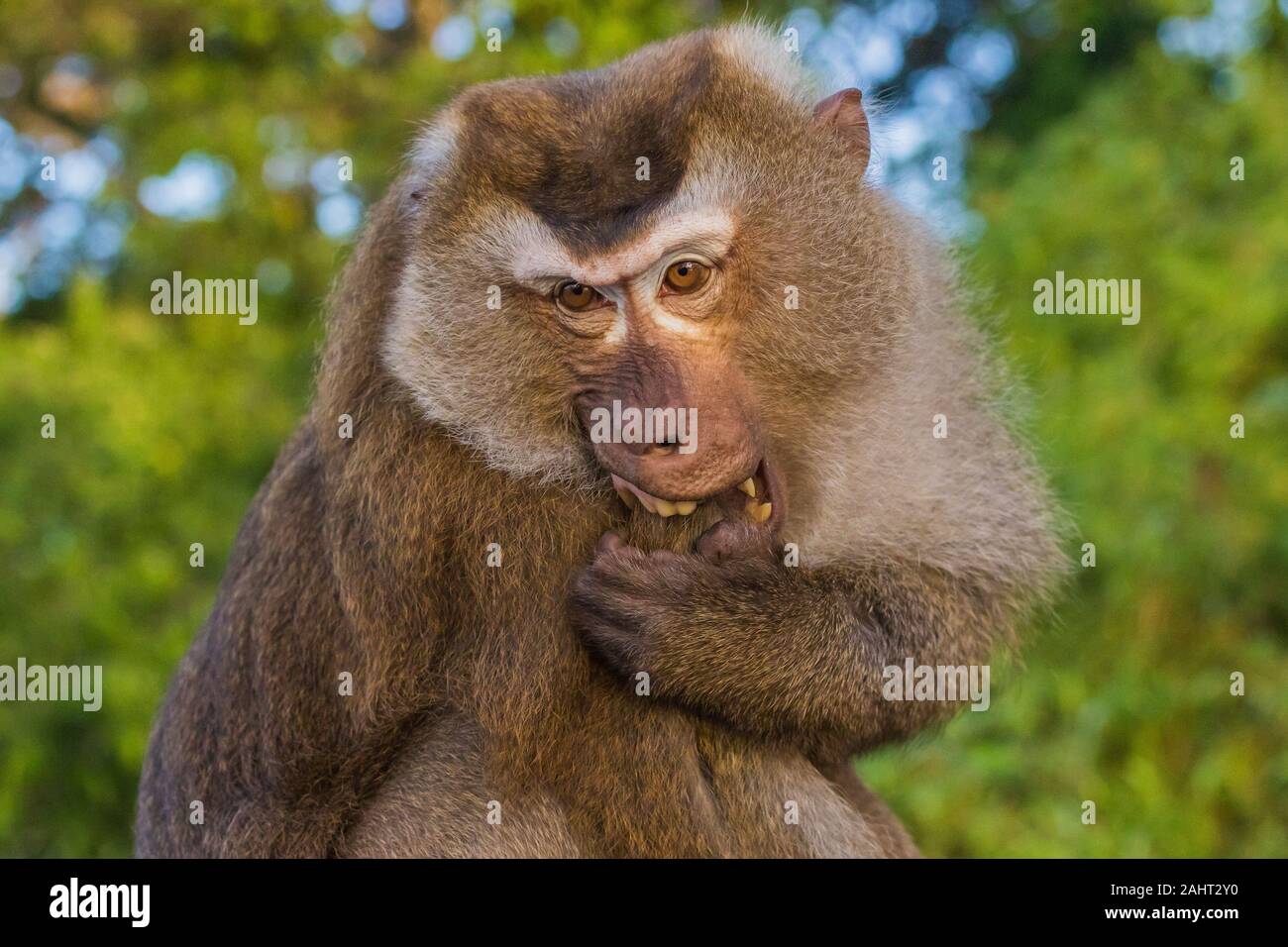 Monkey hill phuket hi-res stock photography and images - Alamy