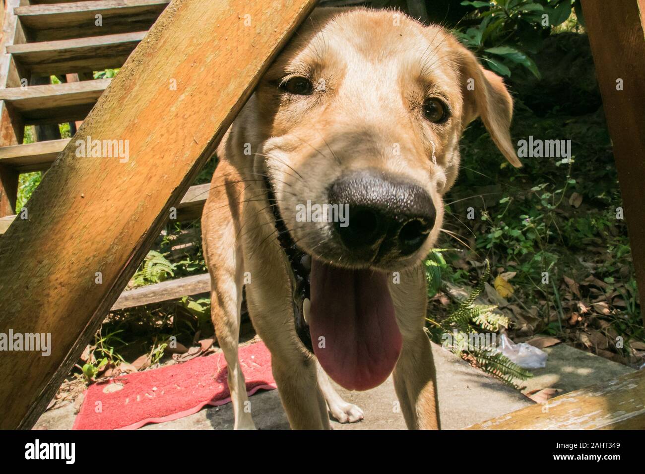 Cute Dog smiling into the camera Stock Photo - Alamy