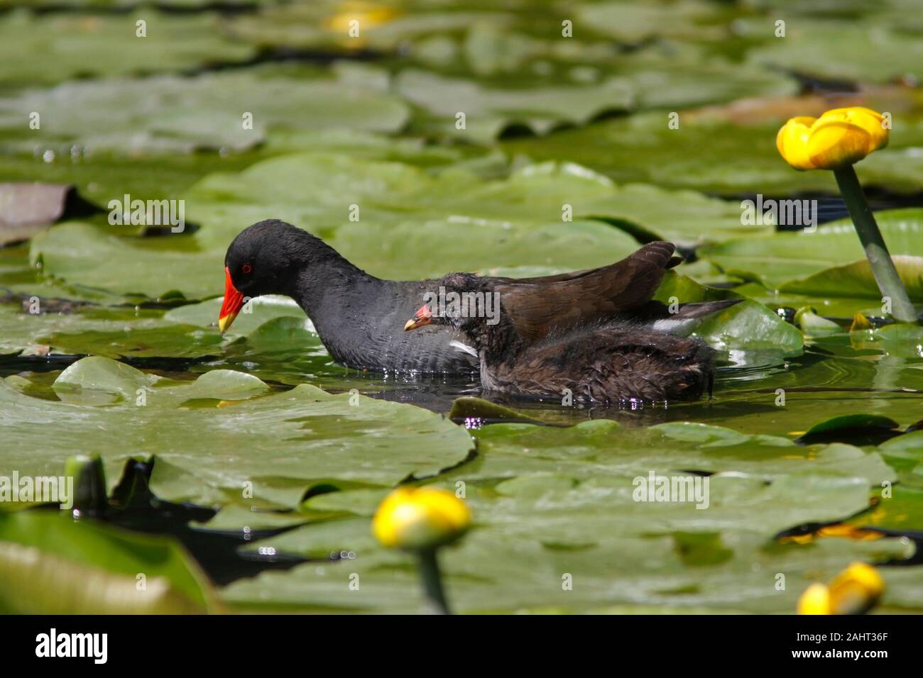 Baby moorhens hi-res stock photography and images - Alamy