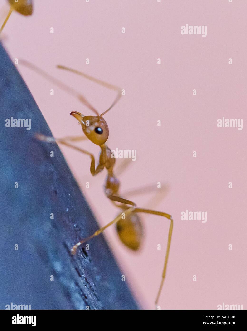 Metal ants hi-res stock photography and images - Alamy