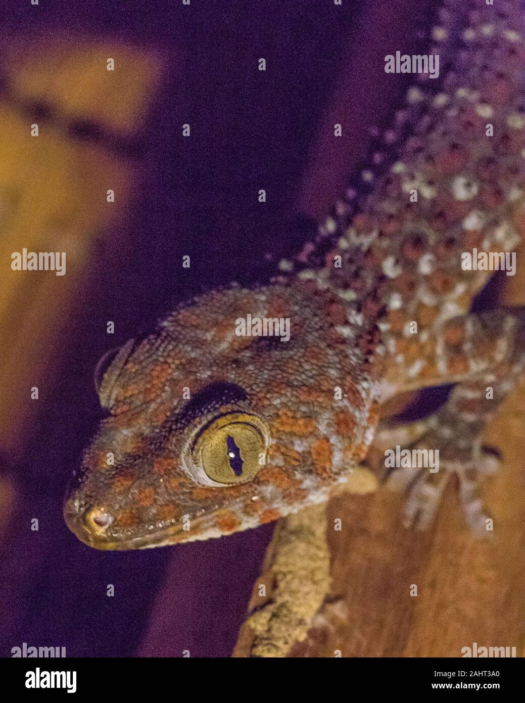 Tokay (asia), gekko gecko hi-res stock photography and images - Alamy