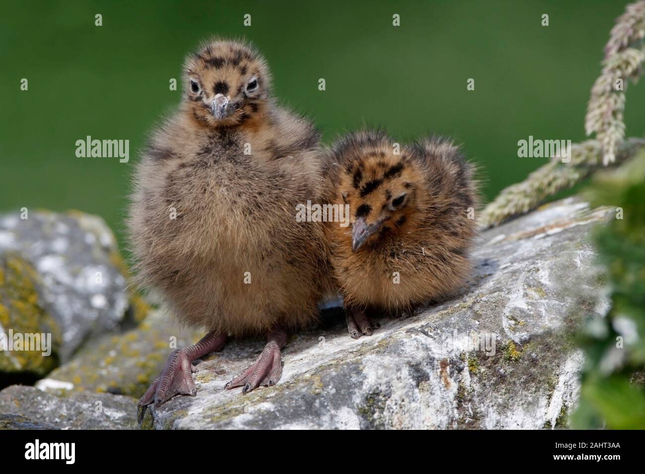 Baby black headed gull hi-res stock photography and images - Alamy