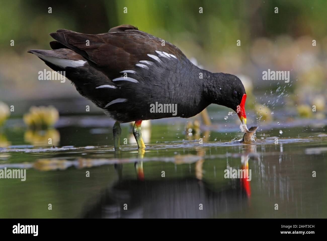 MOORHEN (Gallinula chloropus) is snatching at some fish in a shallow ...