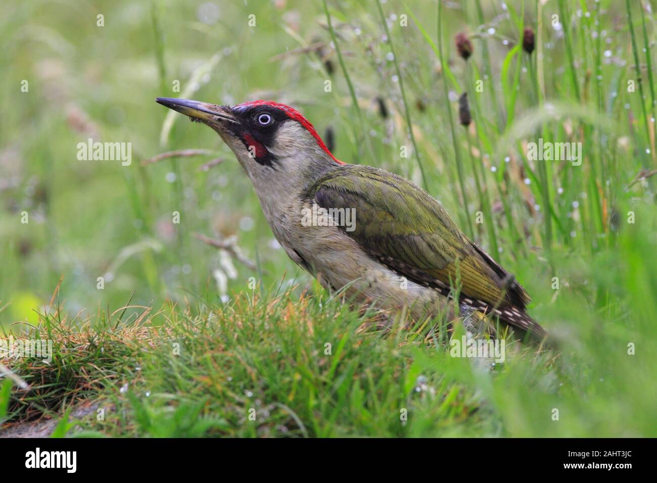 Male European Green Woodpecker High Resolution Stock Photography and ...