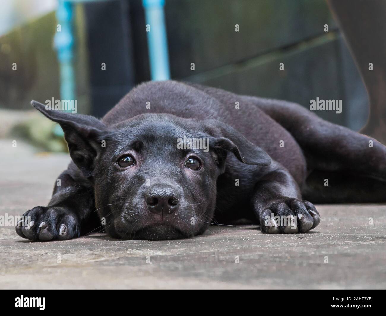 A Black Thai Ridgeback Puppy Stock Photo - Alamy
