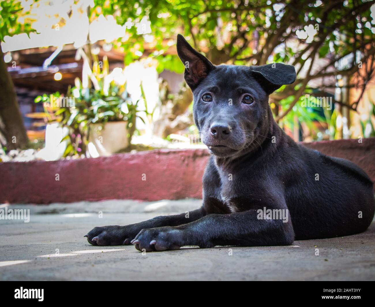 A Black Thai Ridgeback Puppy Stock Photo - Alamy