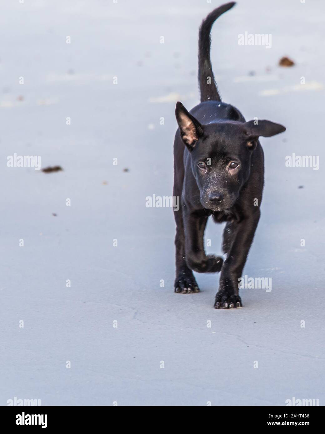 A black Thai Ridgeback Puppy Stock Photo - Alamy