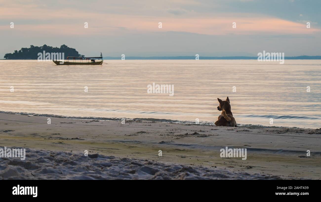 Dog relaxing on the beach hi-res stock photography and images - Alamy