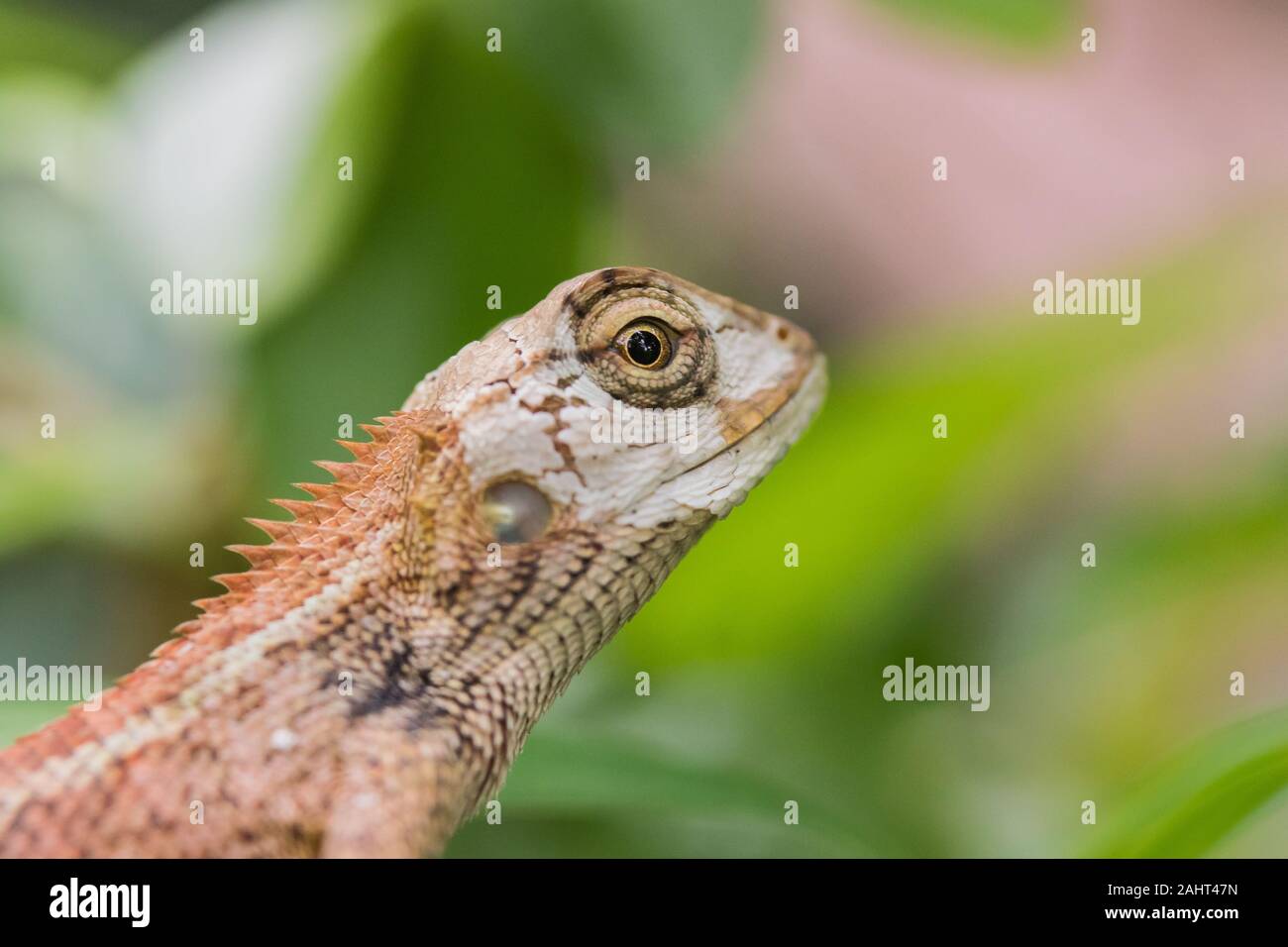 Close up with a lizard Stock Photo - Alamy