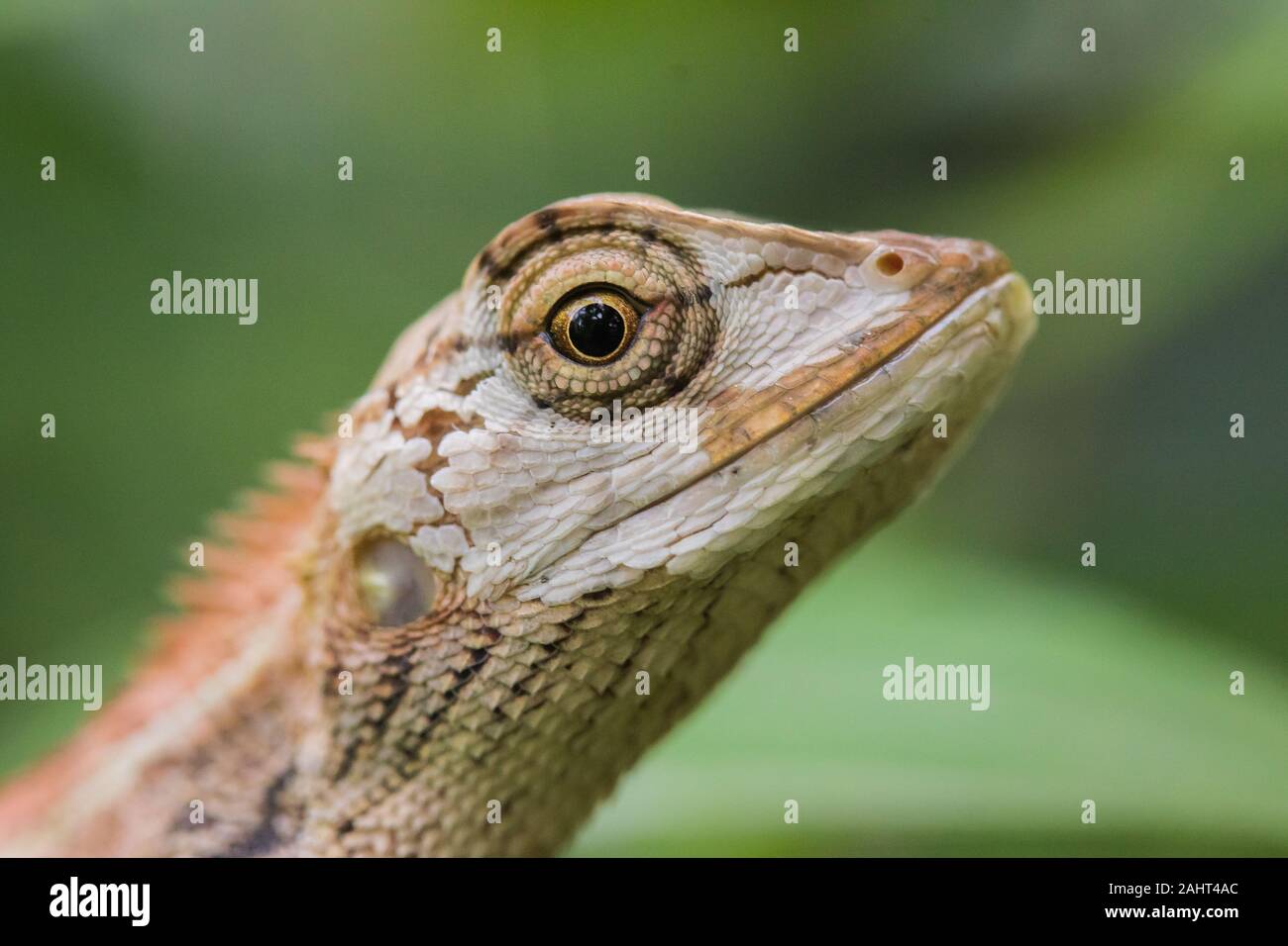 Close up with a lizard Stock Photo - Alamy