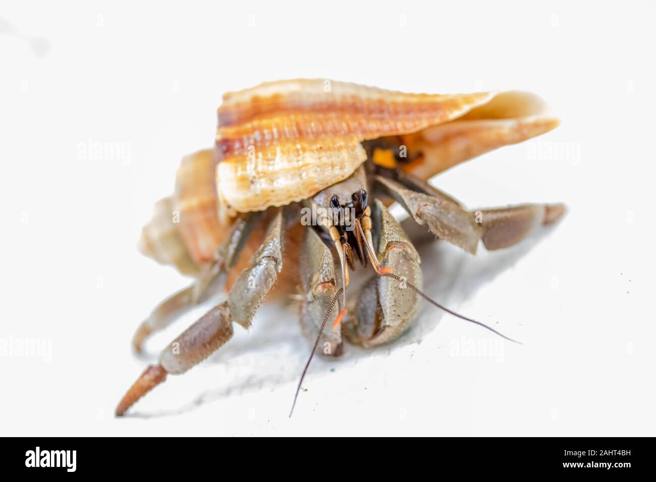 A Hermit Crab in a Shell Stock Photo - Alamy