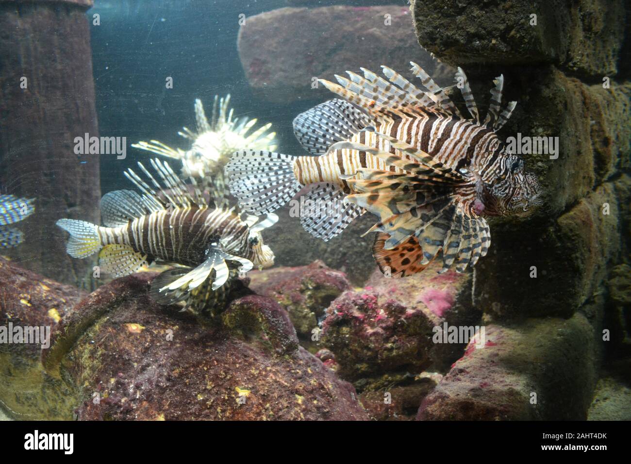 Lion fish at the Blue Planet Aquarium, Chester, Cheshire, UK Stock ...