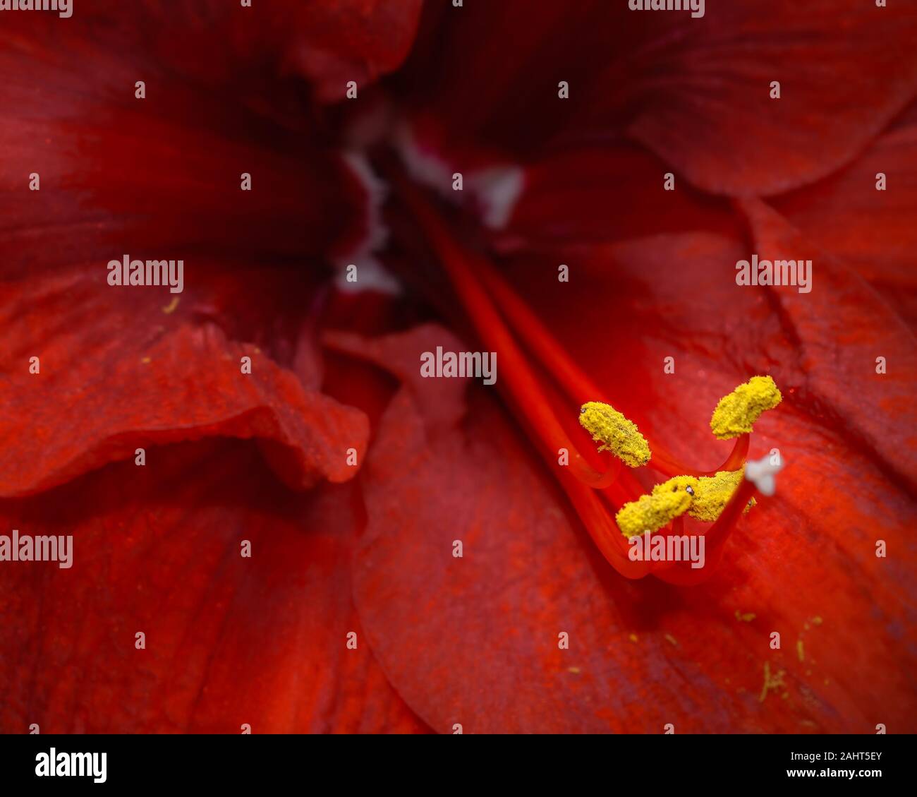 Stamen Of Amaryllis Flower High Resolution Stock Photography and Images ...
