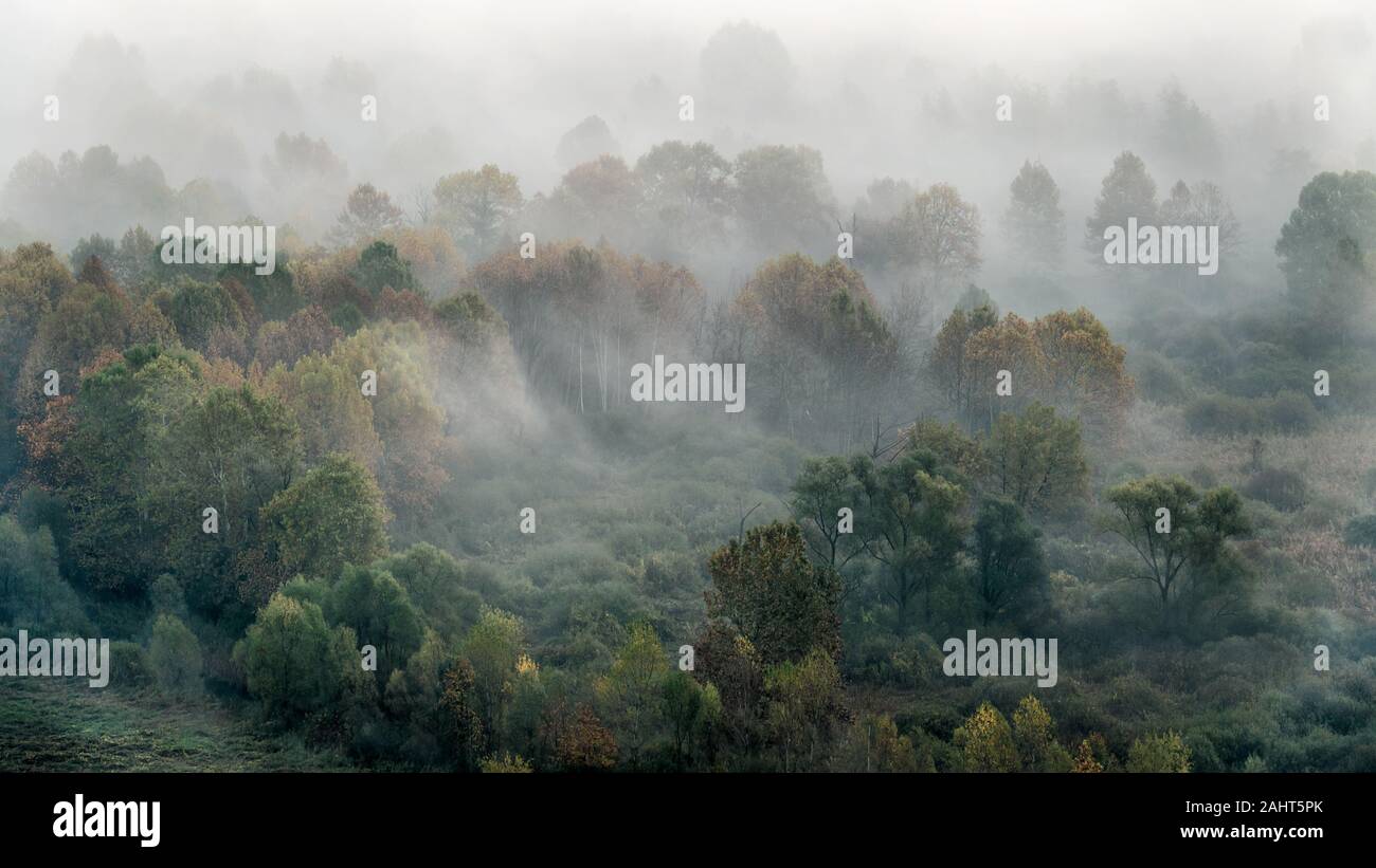 The misty forest Stock Photo - Alamy