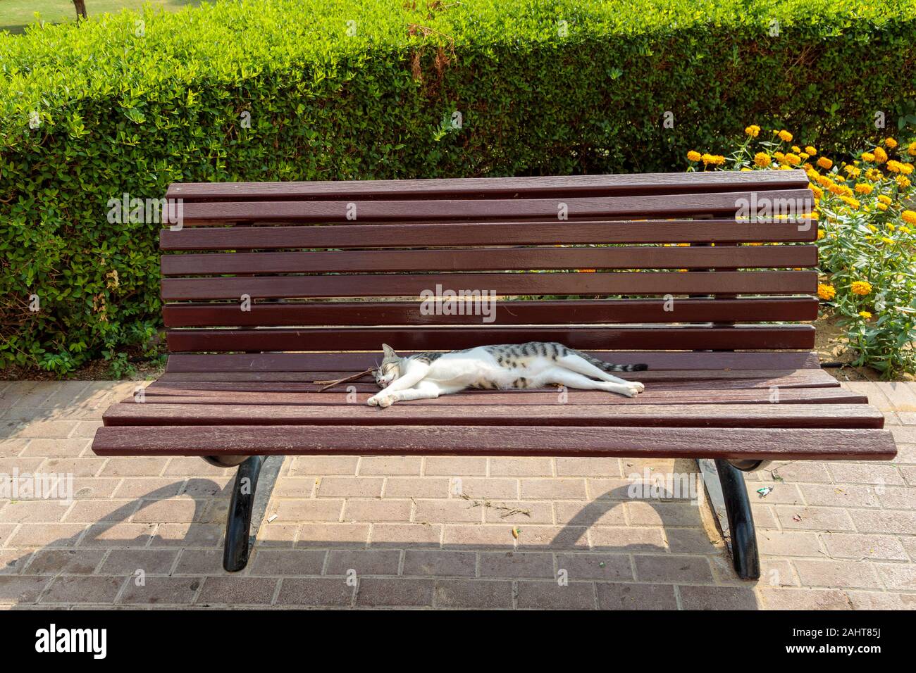 Lazy cat sleeping on a bench in a public park Stock Photo - Alamy