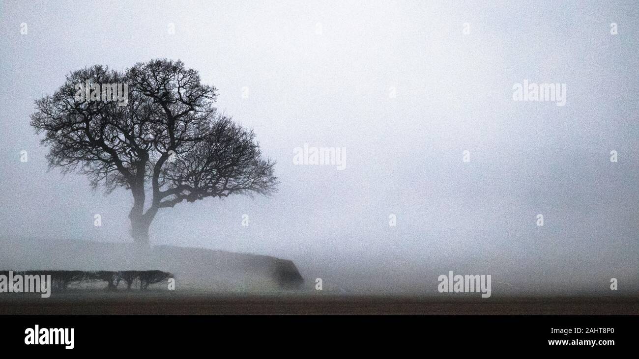 Misty tree countryside hi-res stock photography and images - Alamy