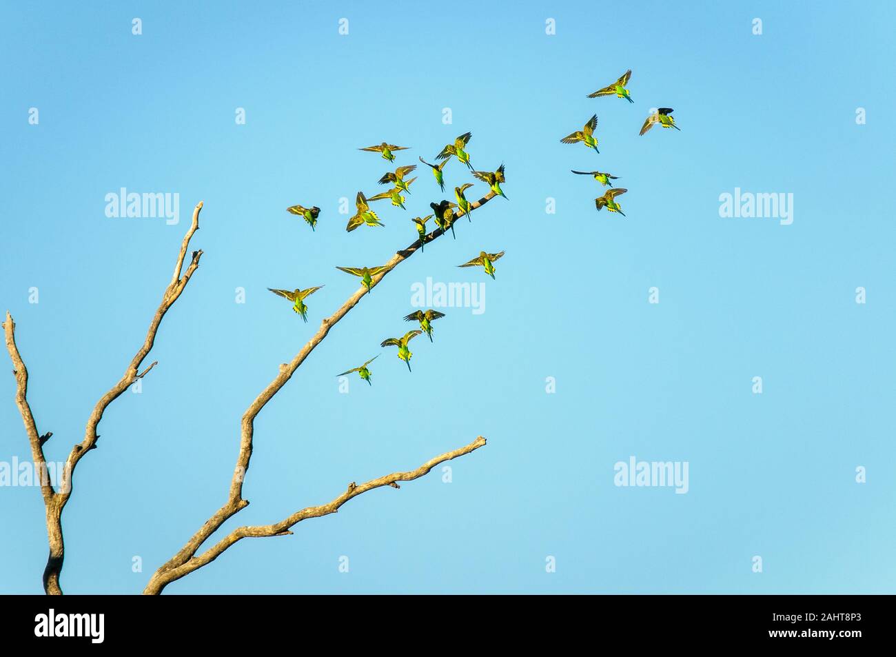 A flight of budgerigars landing on a dead tree near Longreach in ...